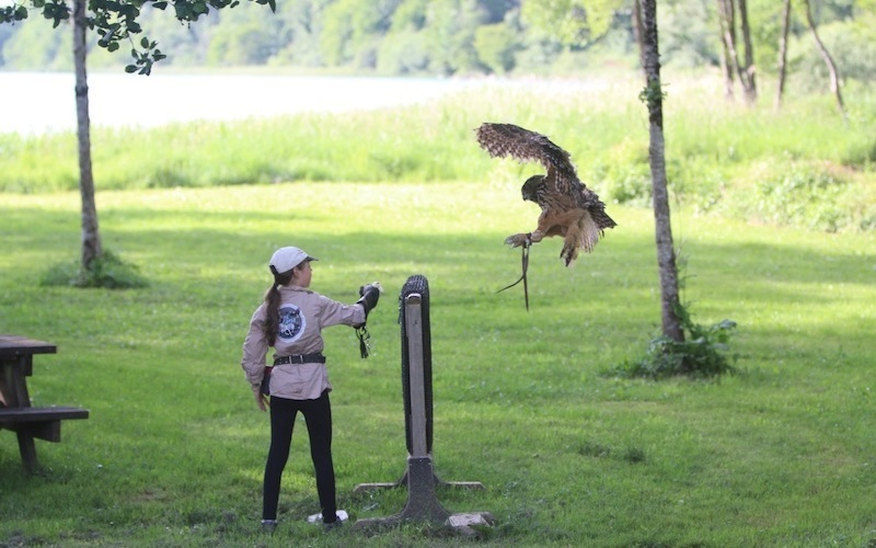 Stages de fauconnerie - Stage de perfectionnement à la fauconnerie
