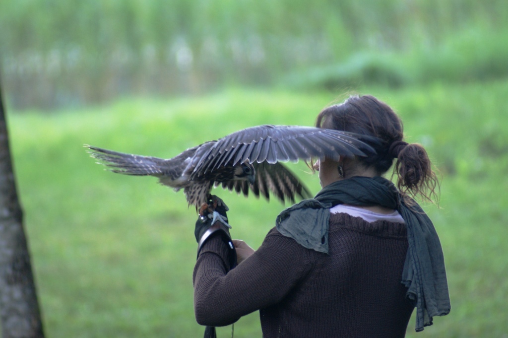 Stages de fauconnerie - Ecole de fauconnerie